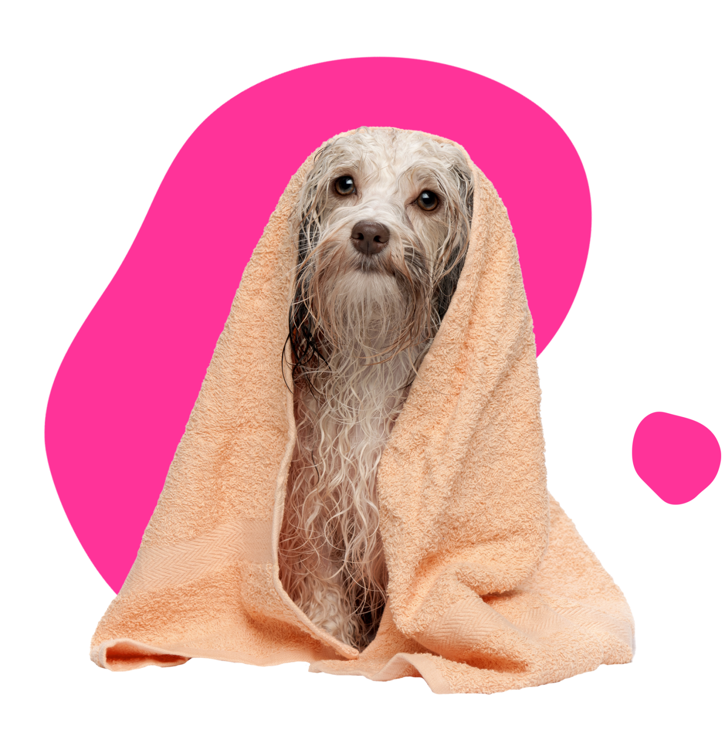 Dog Grooming in Belfast & Holywood | Ruff Cuts Dog Grooming