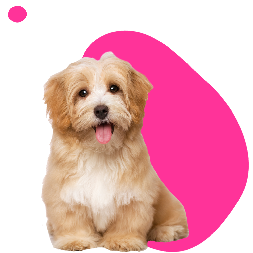 Contact Ruff Cuts Dog Grooming | Belfast & Holywood