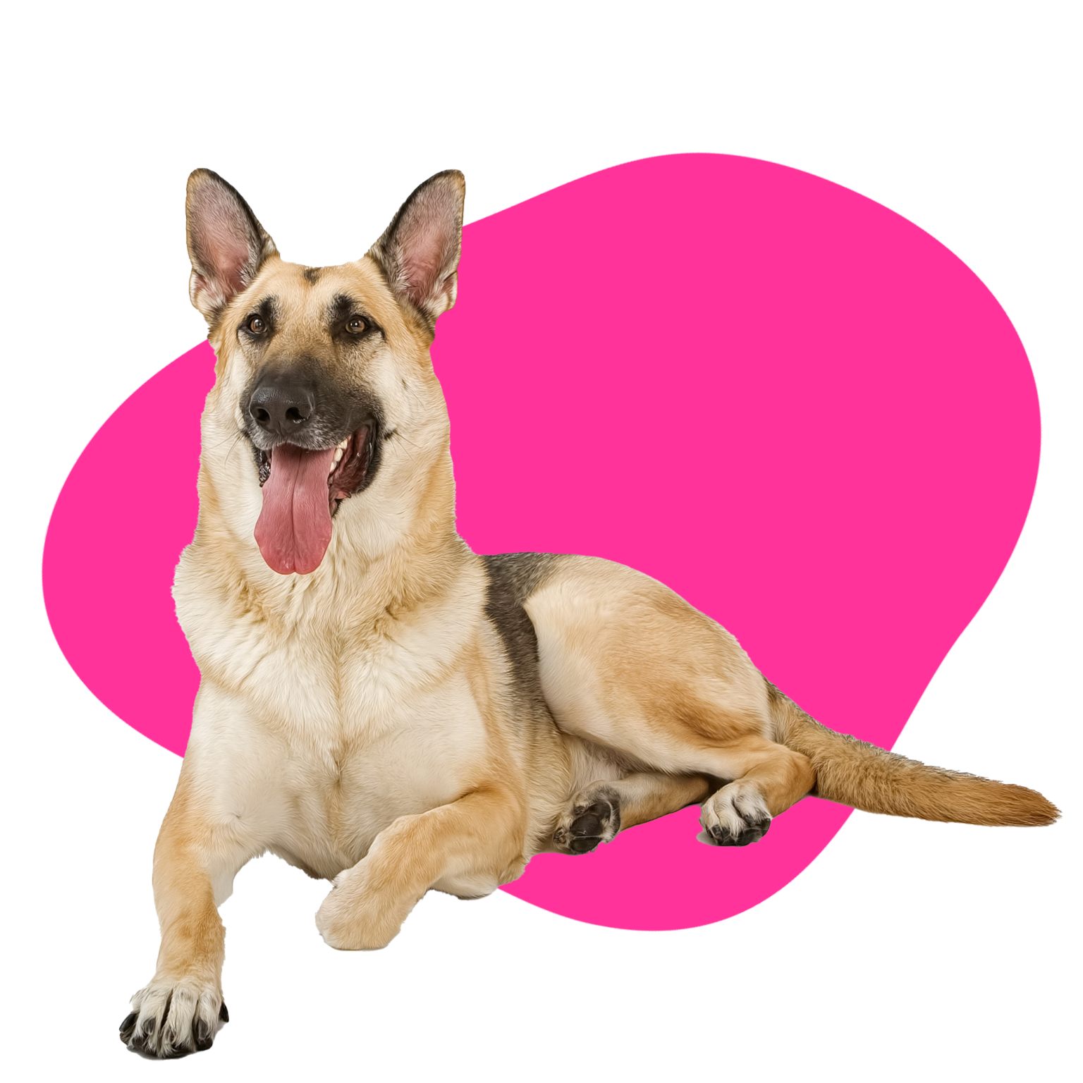 Contact Ruff Cuts Dog Grooming | Belfast & Holywood